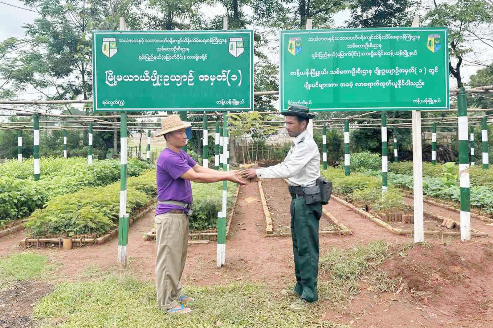 တန့်ယန်းမြို့နယ်တွင် သစ်တောဦးစီးဌာနမှ ဒေသခံပြည်သူများအား သစ်ပင်ပျိုးပင